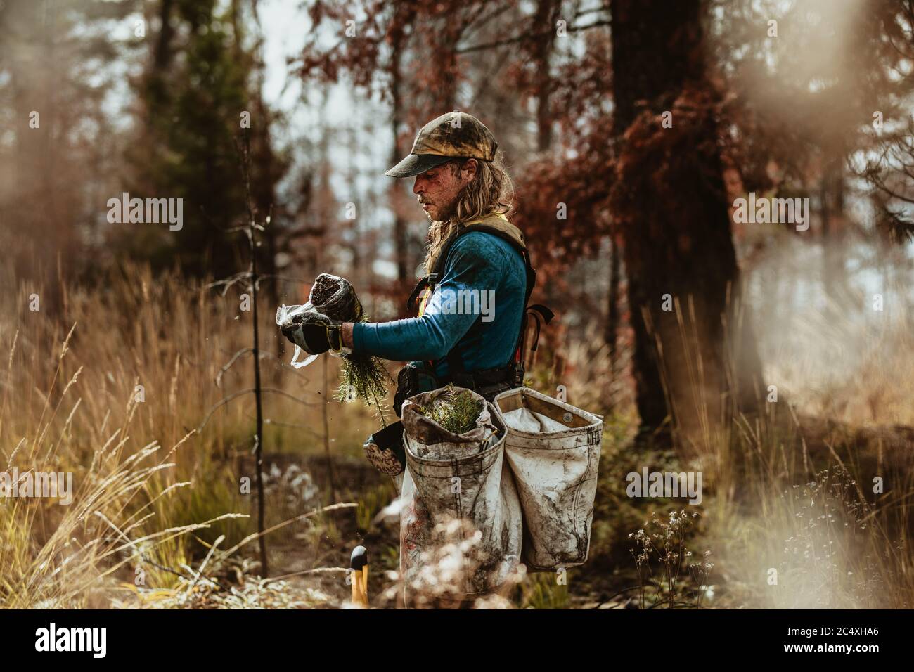 Man working in forest planting new pine seedlings. Tree planter for ...