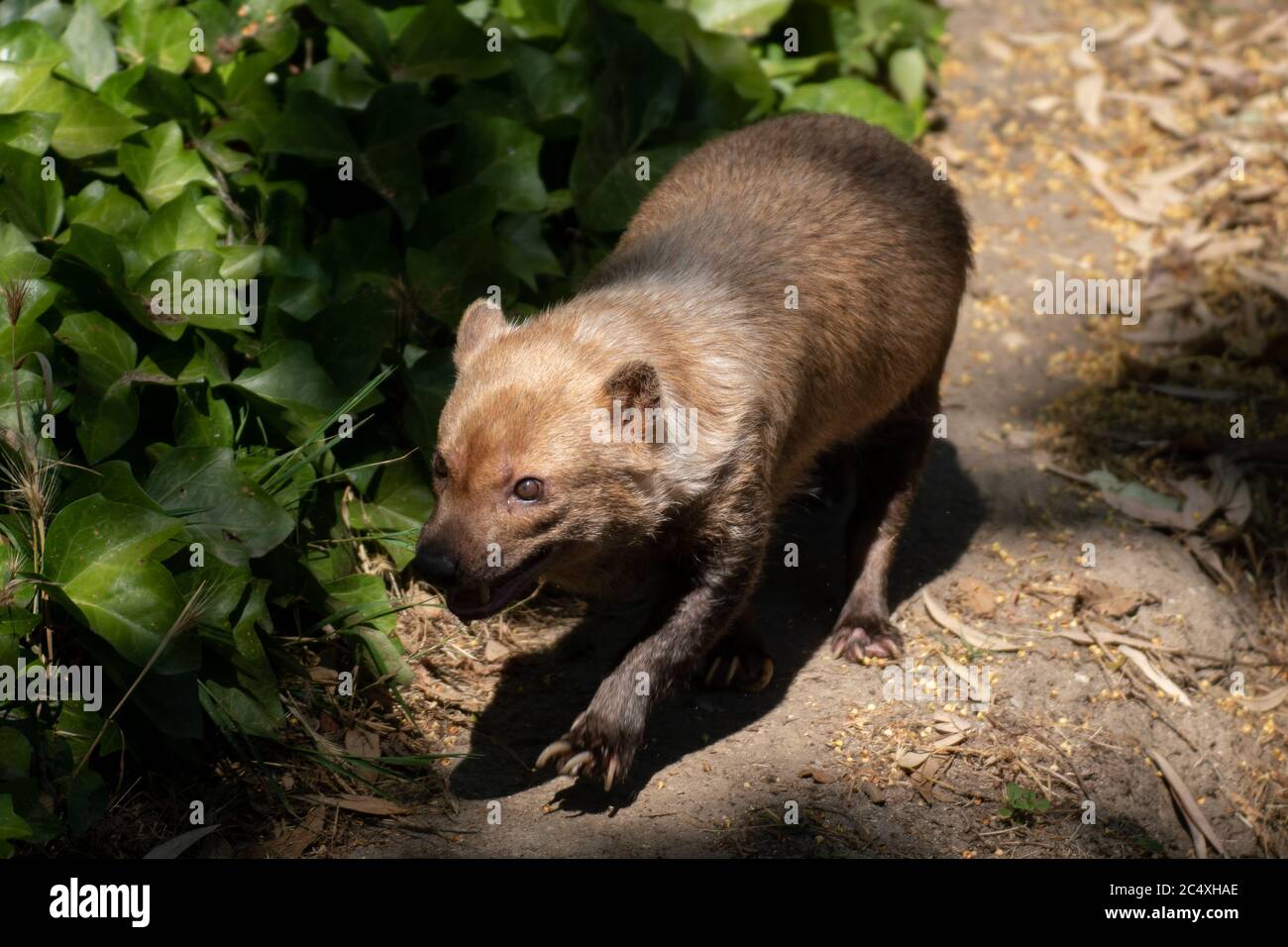 Beautiful portrait of a cute female of bush dog between light and ...