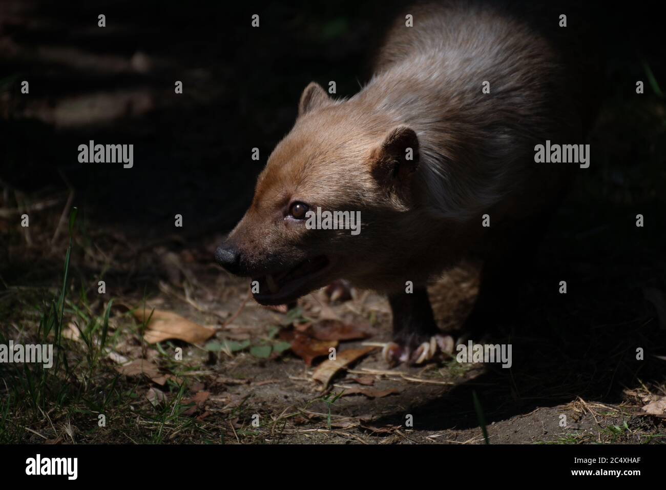 Beautiful portrait of a cute female of bush dog between light and ...