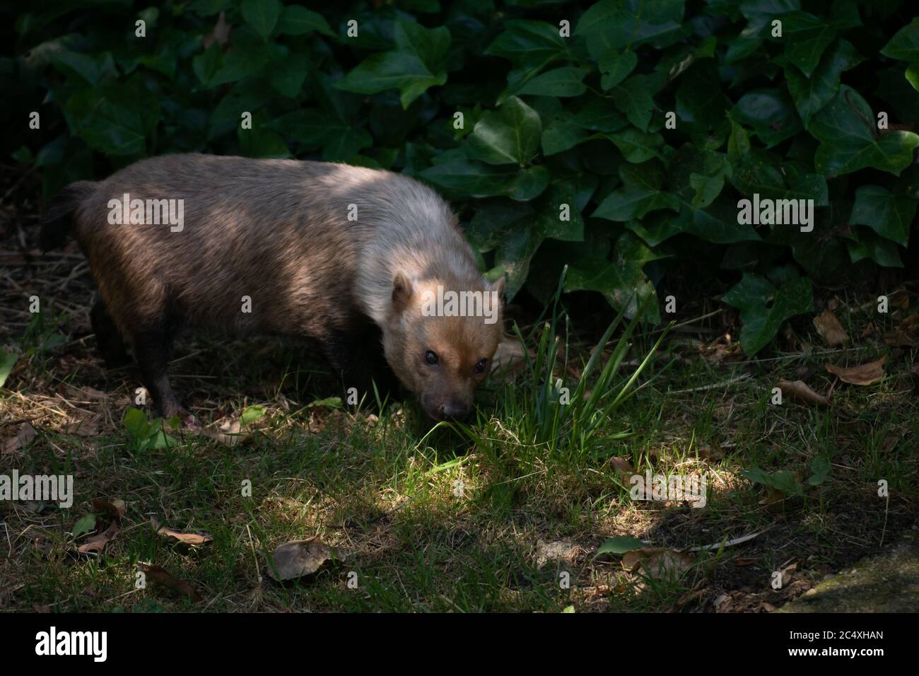 Beautiful portrait of a cute female of bush dog between light and ...