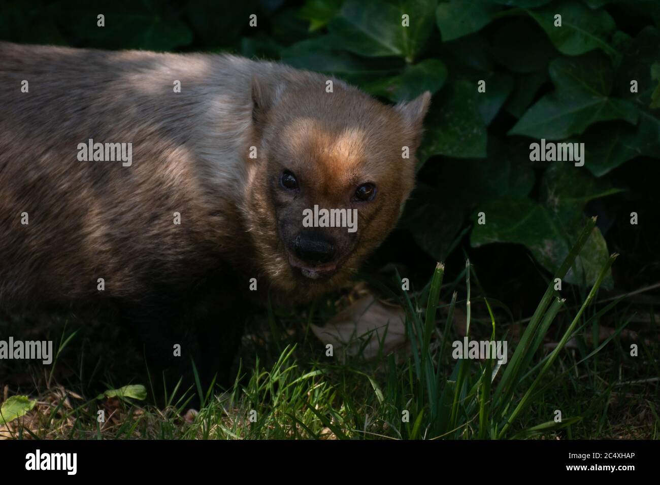 Beautiful portrait of a cute female of bush dog between light and ...