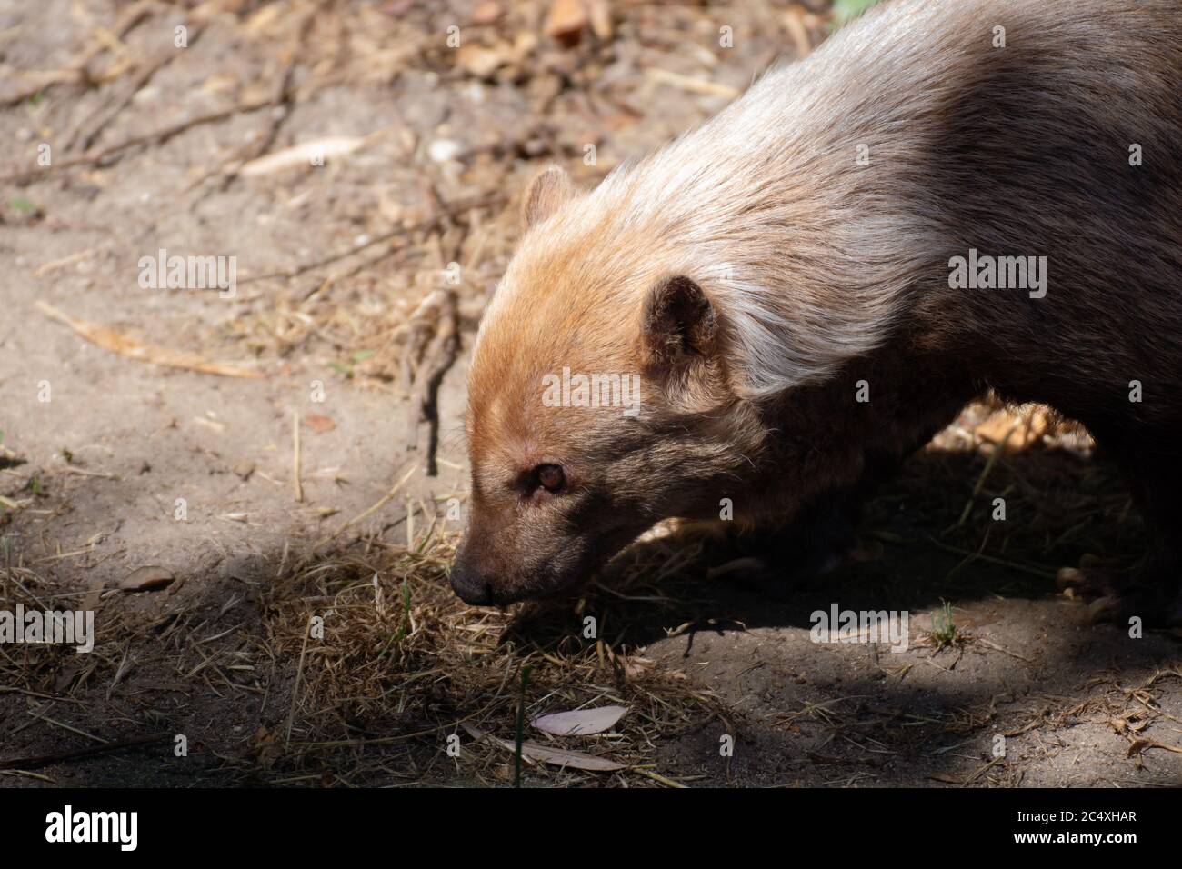 Beautiful portrait of a cute female of bush dog between light and ...