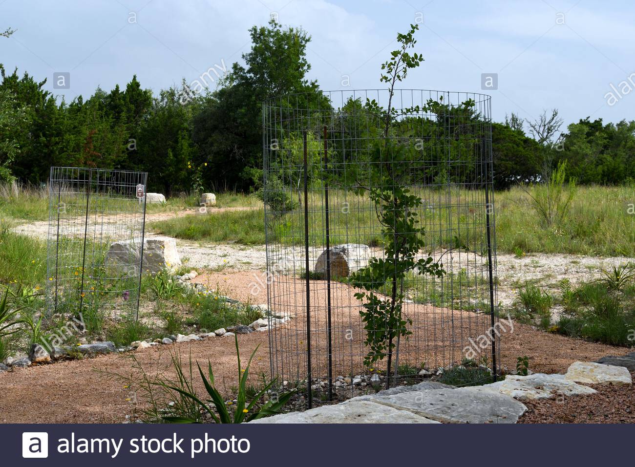Fencing Tree High Resolution Stock Photography and Images - Alamy