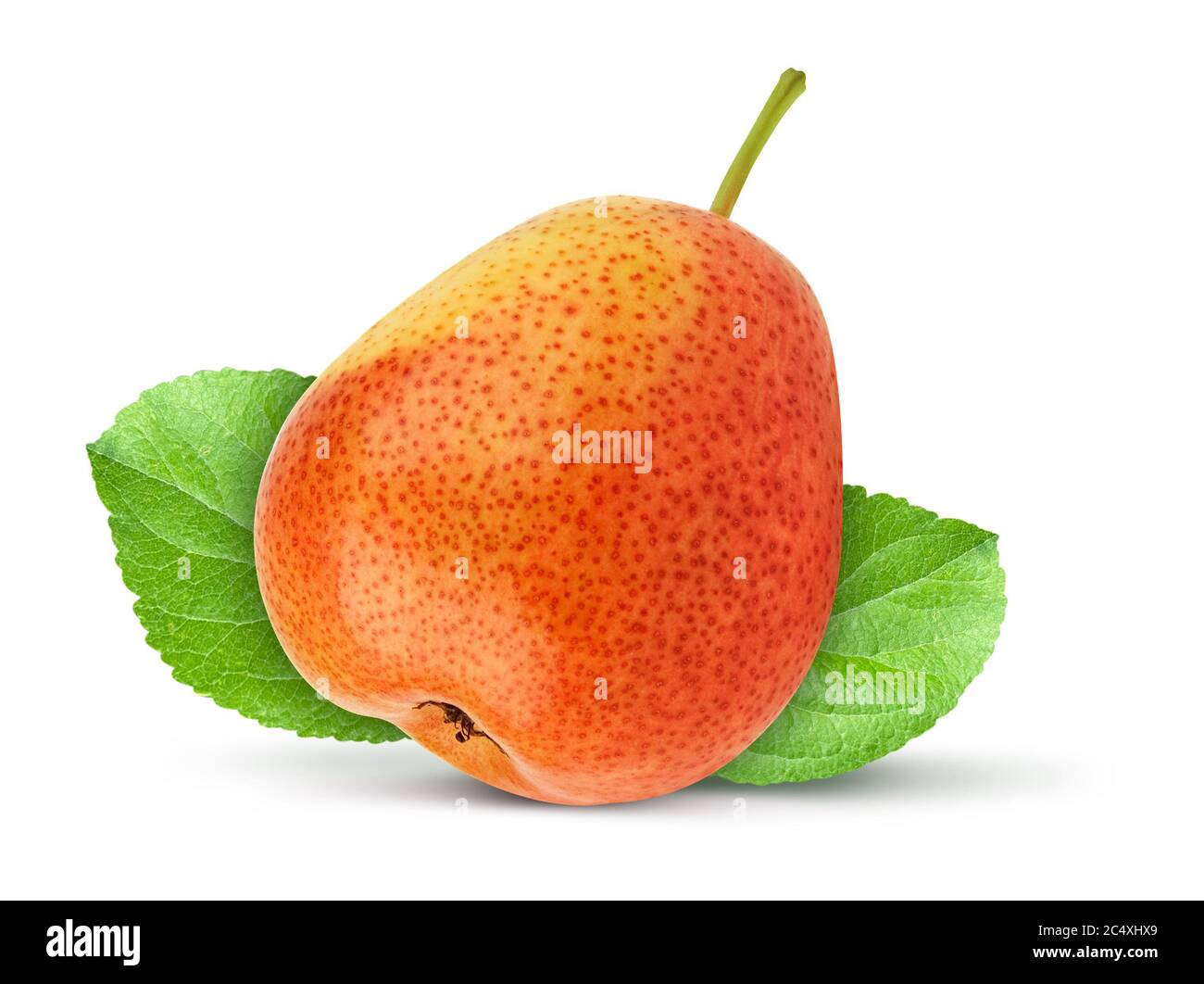 One yellow and red pear fruit isolated on white background with ...