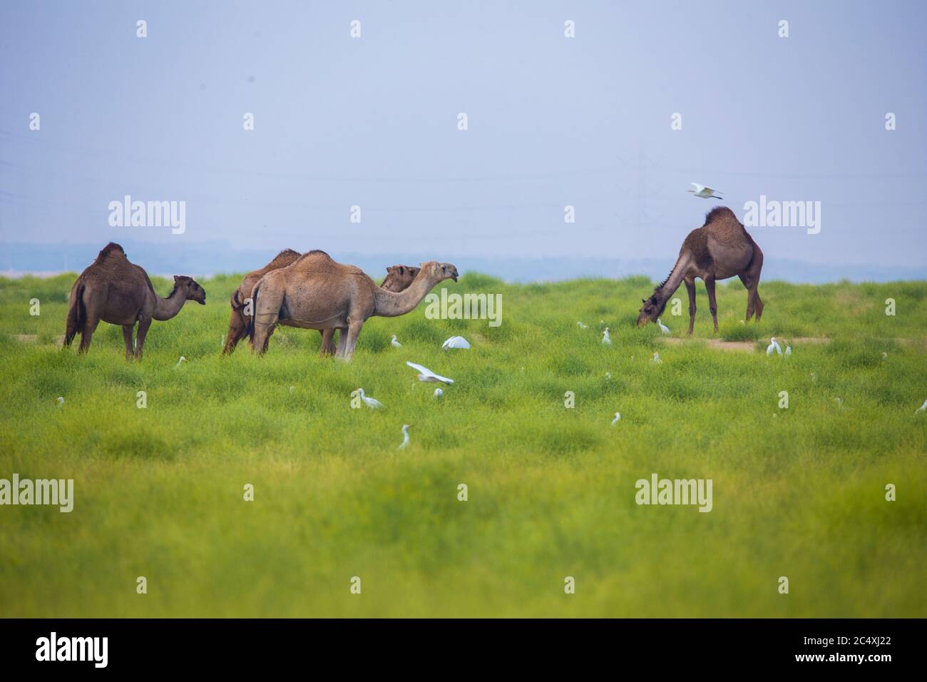 Camel herd grazing in desert hi-res stock photography and images - Alamy