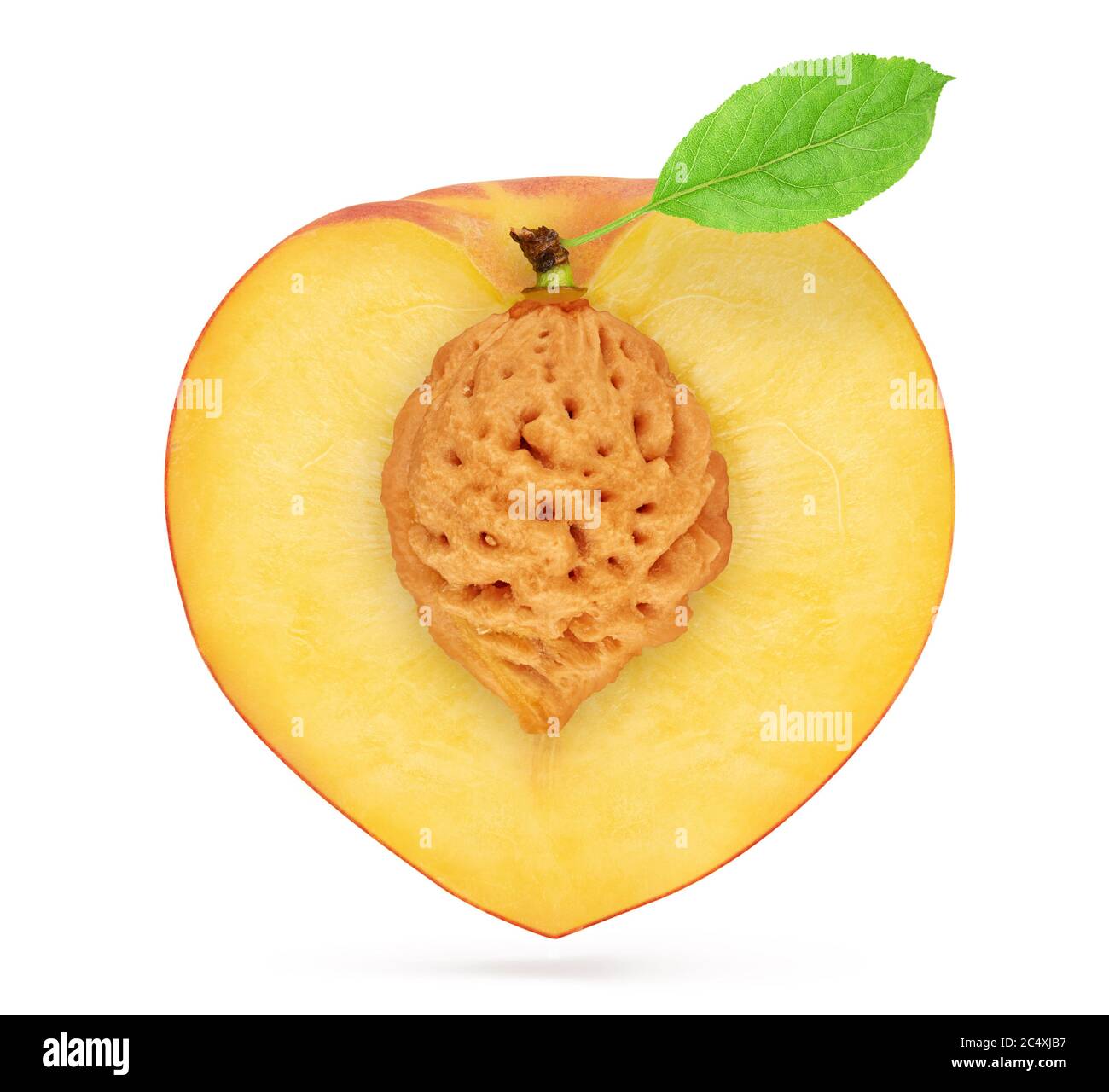 Peach Seed Cross Section