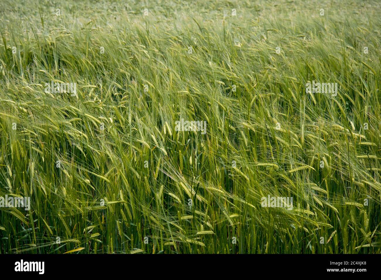 Barley field scotland hi-res stock photography and images - Alamy