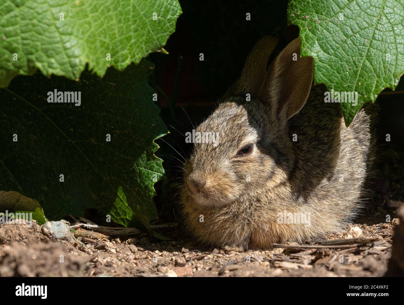 Cute Young Cottontail Rabbit in Summer Stock Photo - Alamy