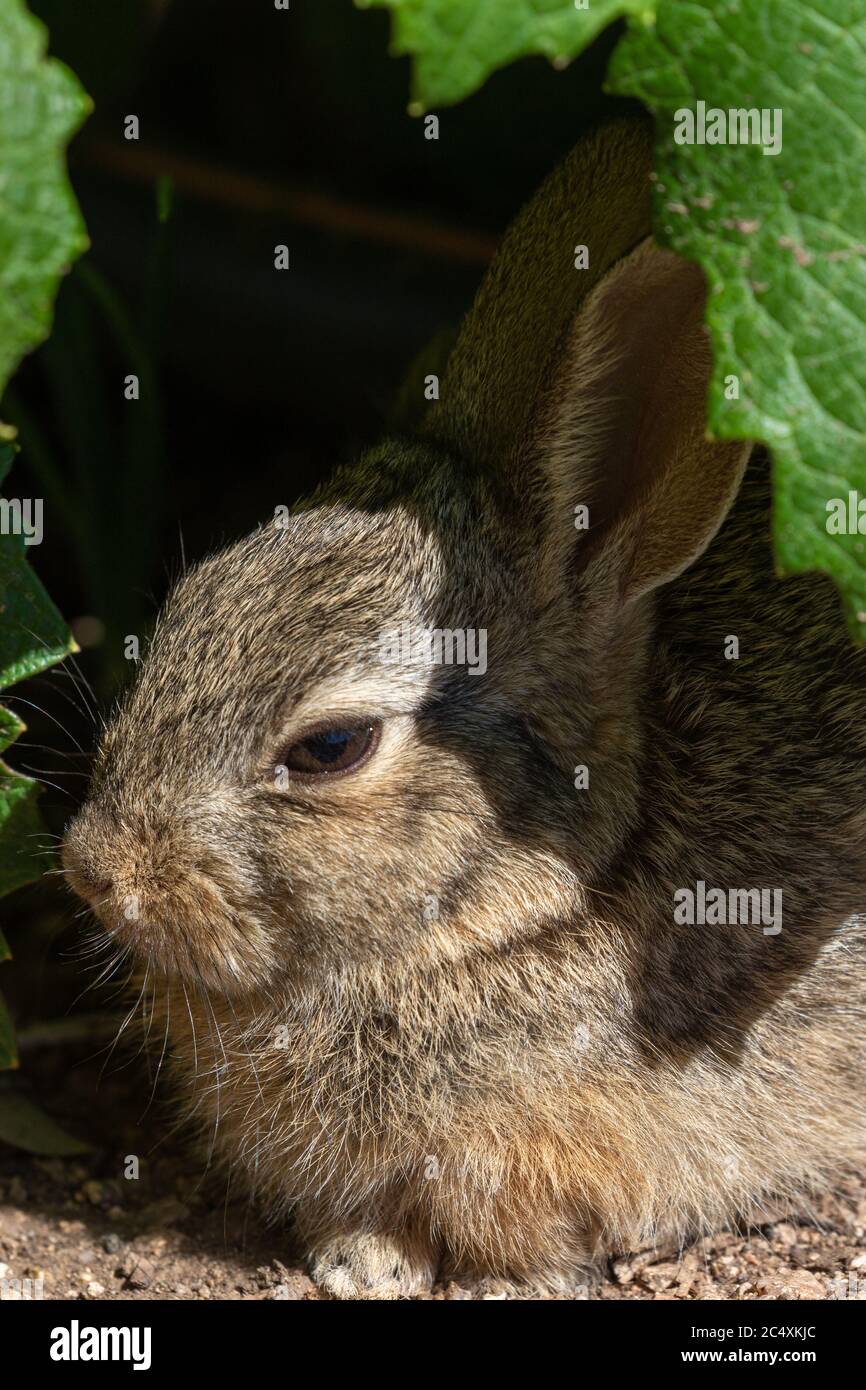 Cute Young Cottontail Rabbit in Summer Stock Photo - Alamy