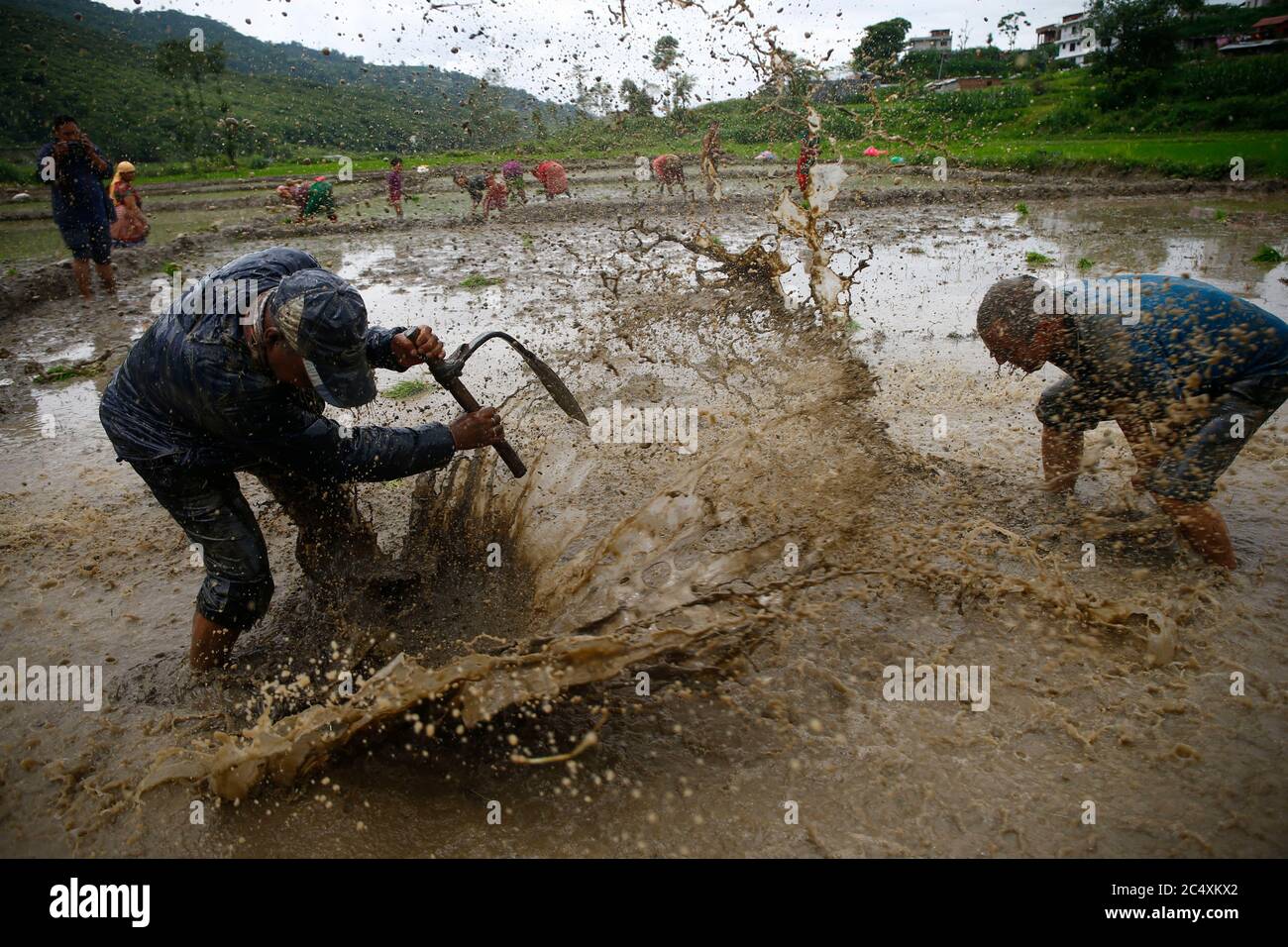 Bhaktapur, Nepal. 29th June, 2020. Nepalese farmers splash mud-covered ...