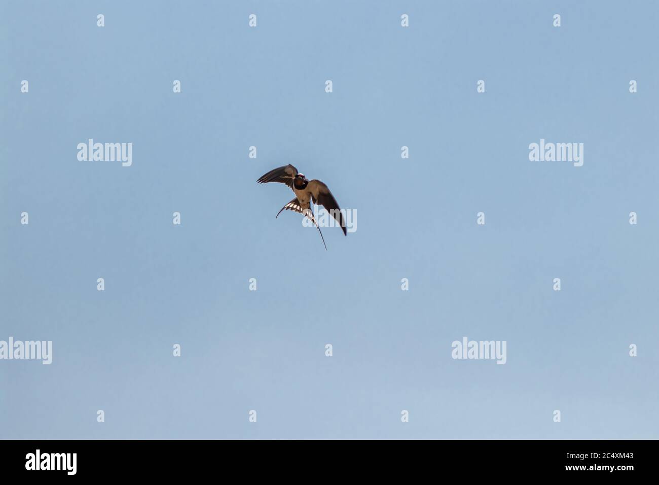 Barn swallow wings out hi-res stock photography and images - Alamy