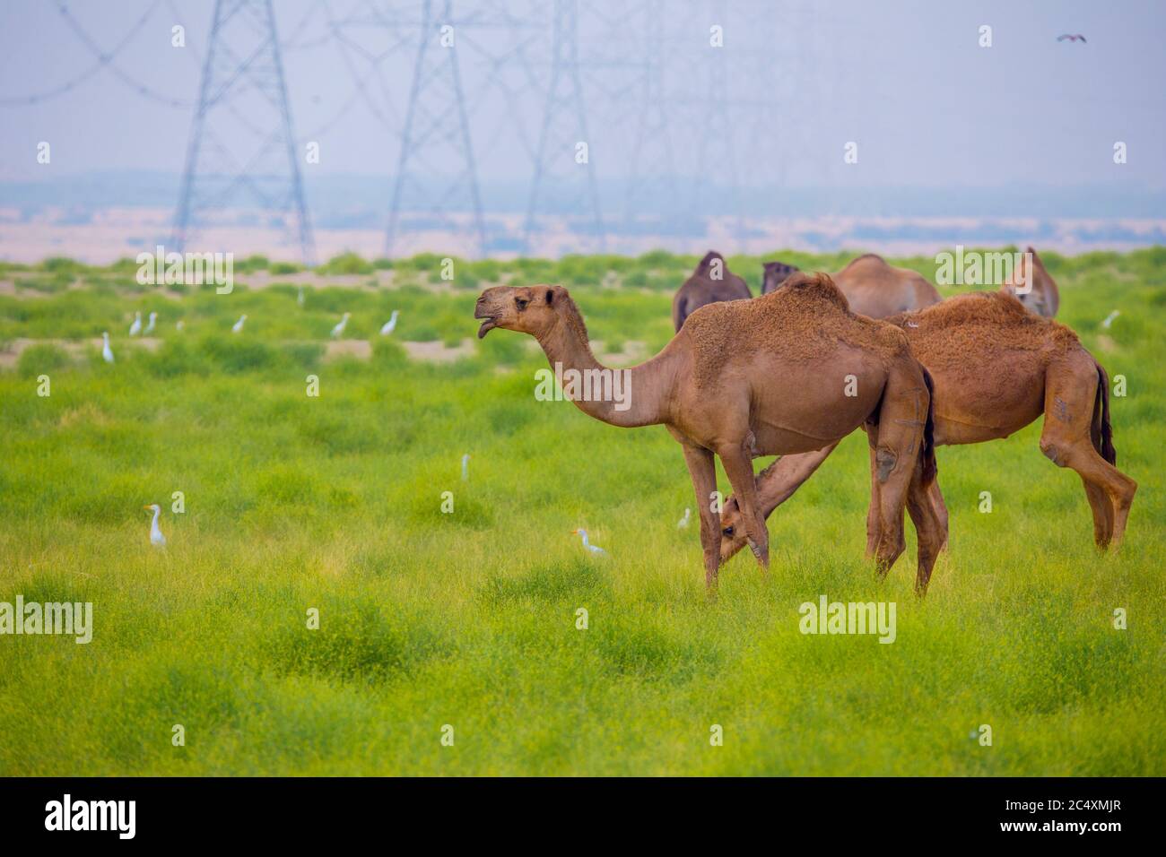 Camel herd grazing in desert hi-res stock photography and images - Alamy