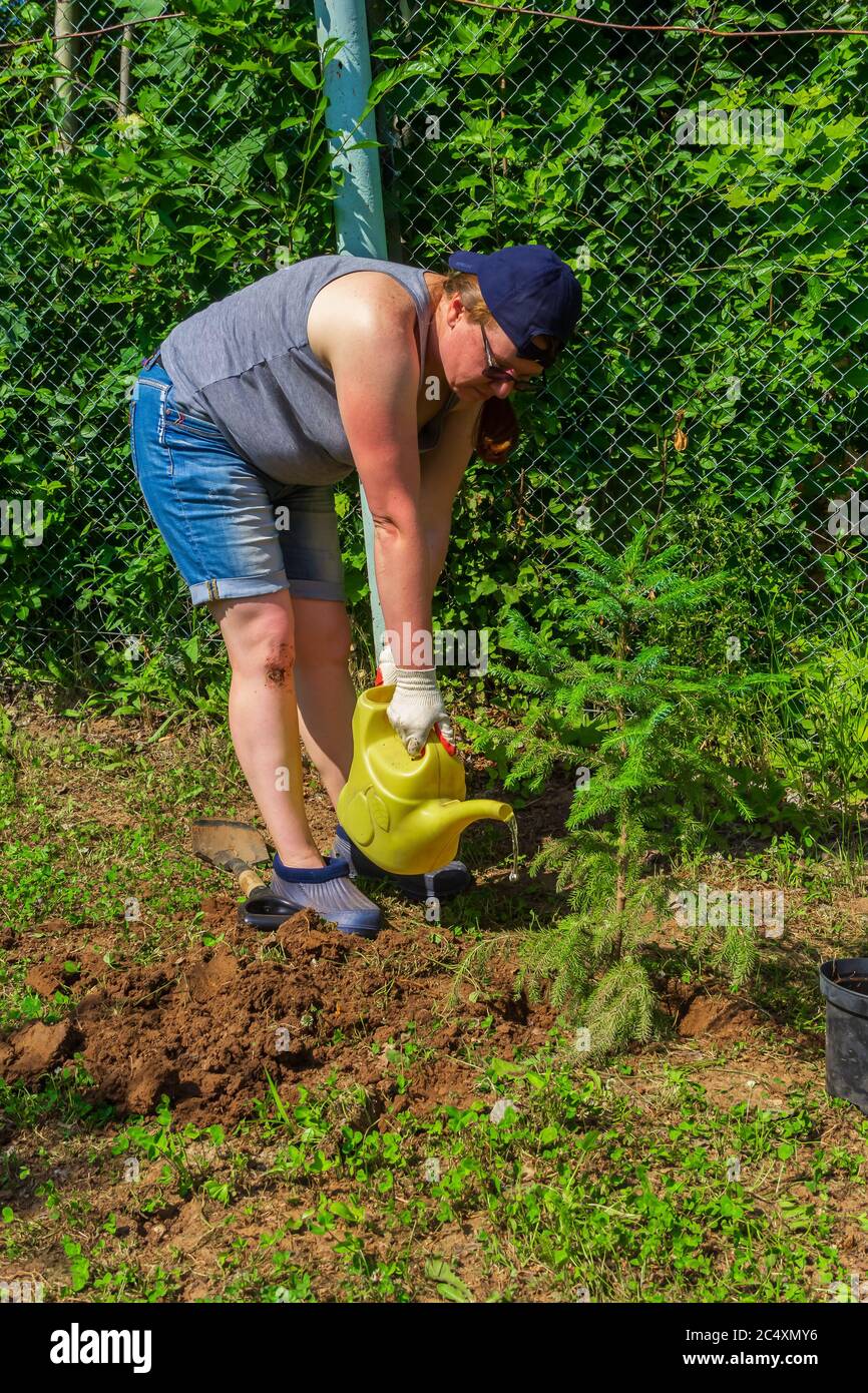 Work in the garden. Woman watering a spruce seedling after planting ...