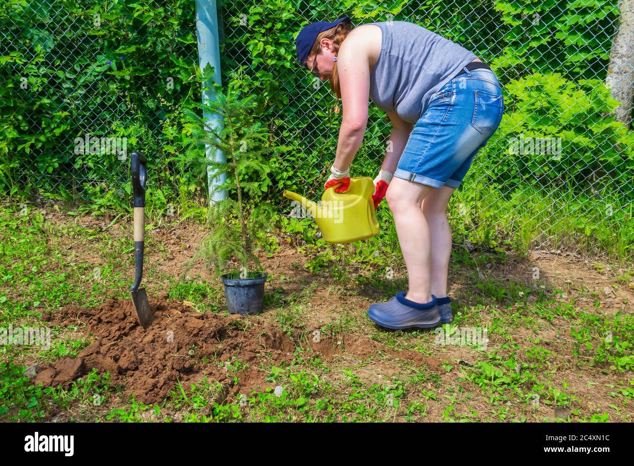 Work in the garden. Woman watering a spruce seedling before planting ...