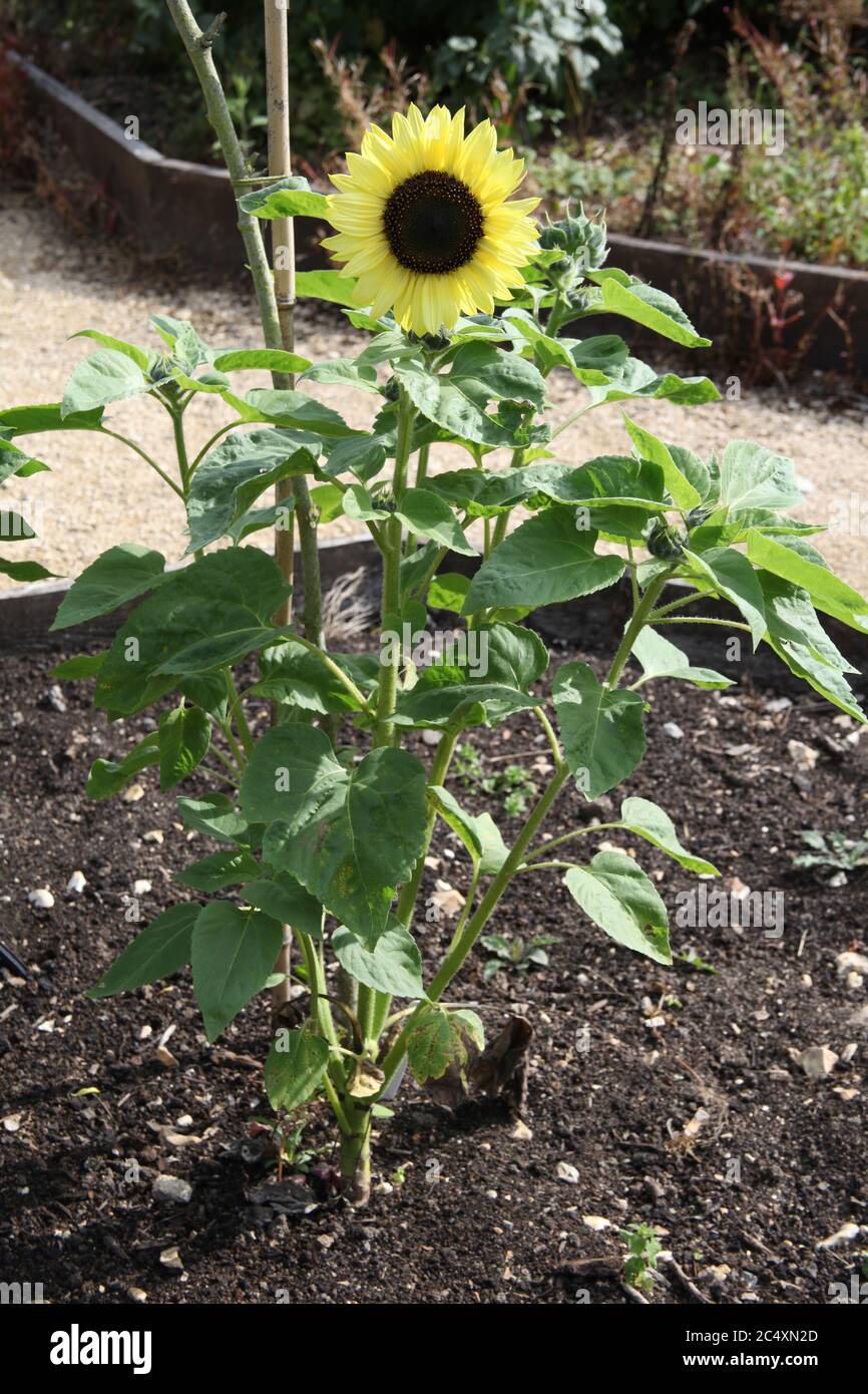 Beautiful sunflowers growing from the earth on a British allotment ...