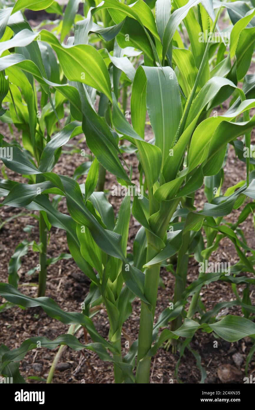 Young healthy sweetcorn growing in rows in an allotment in the UK Stock ...