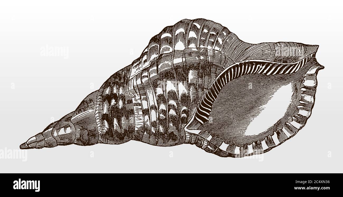 Shell of the Atlantic triton, charonia variegata after an antique ...