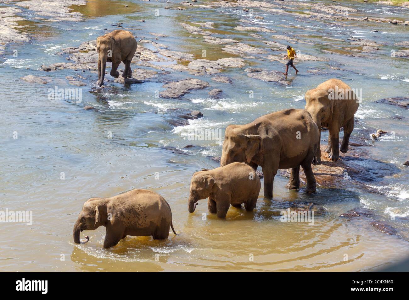 Large group of elephants having a splash in a rive to cool down from ...