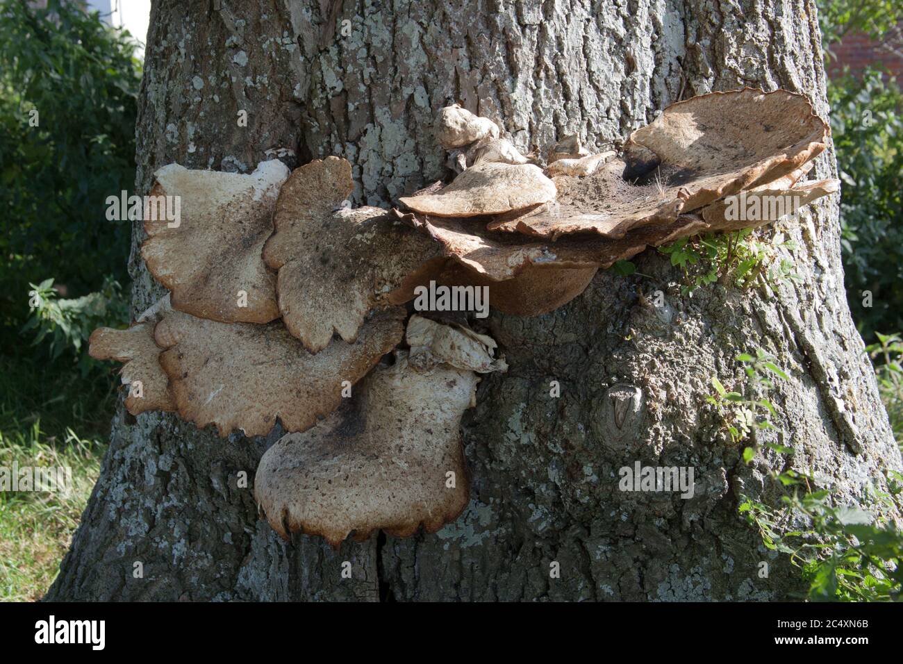 Polyporus squamosus fungus fungi growing on tree trunk hi-res stock ...