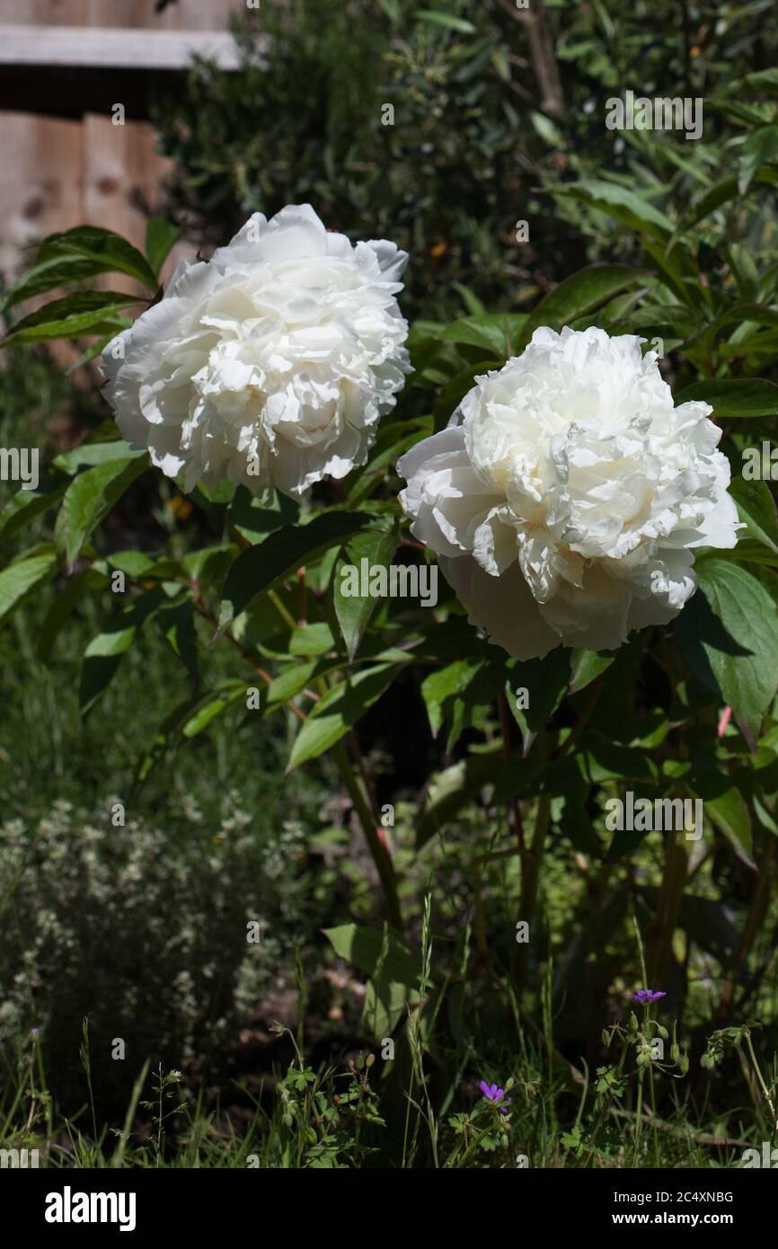 Common white peonies growing in an English country garden Stock Photo ...