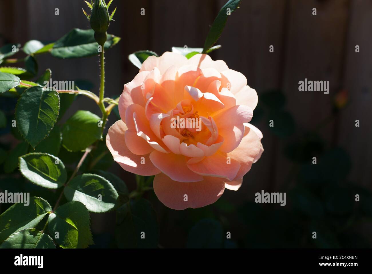 A peach garden rose with the botanical name Rosa Chinensis Stock Photo ...