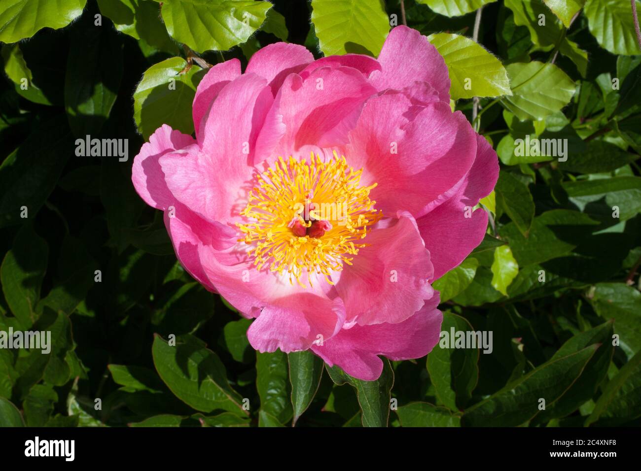 A Common Peony with its petals open Stock Photo - Alamy