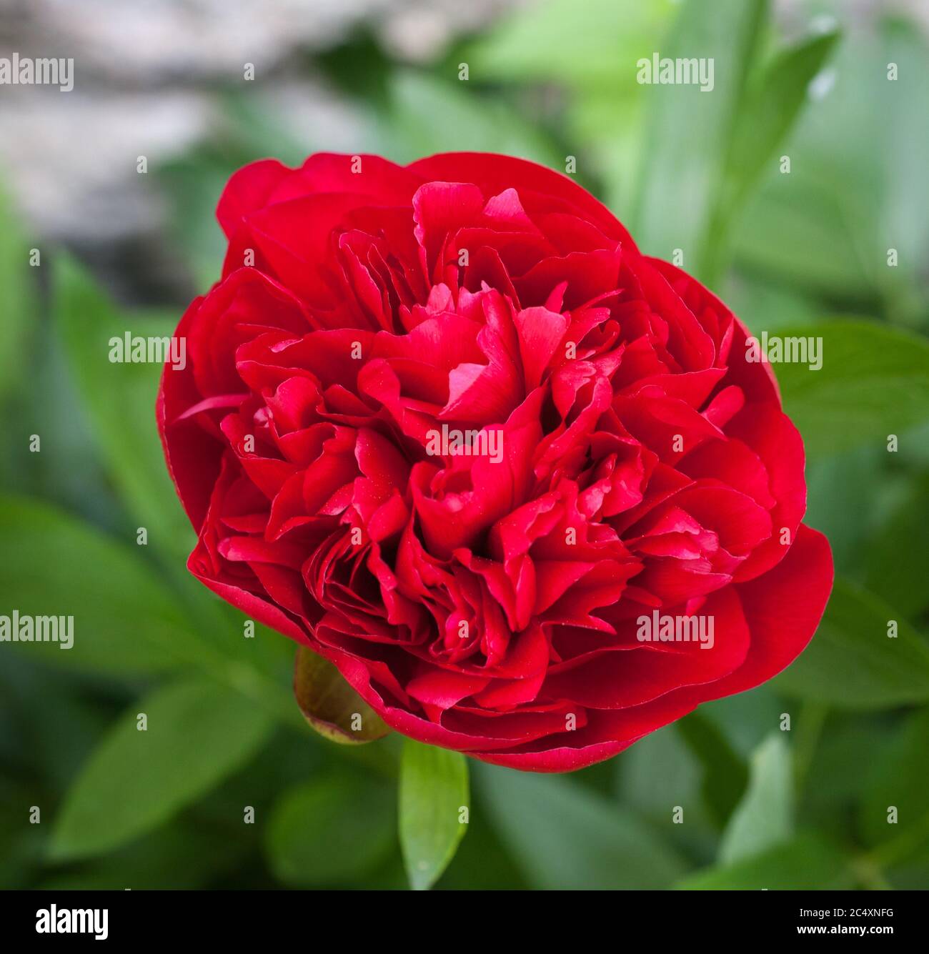 Red common peony flower hi-res stock photography and images - Alamy
