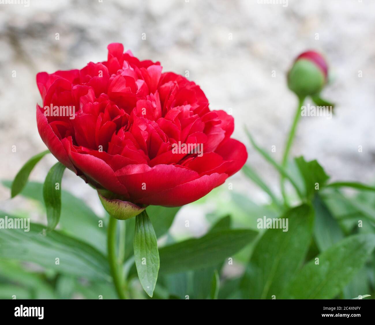 Common red peony paeonia officinalis hi-res stock photography and ...