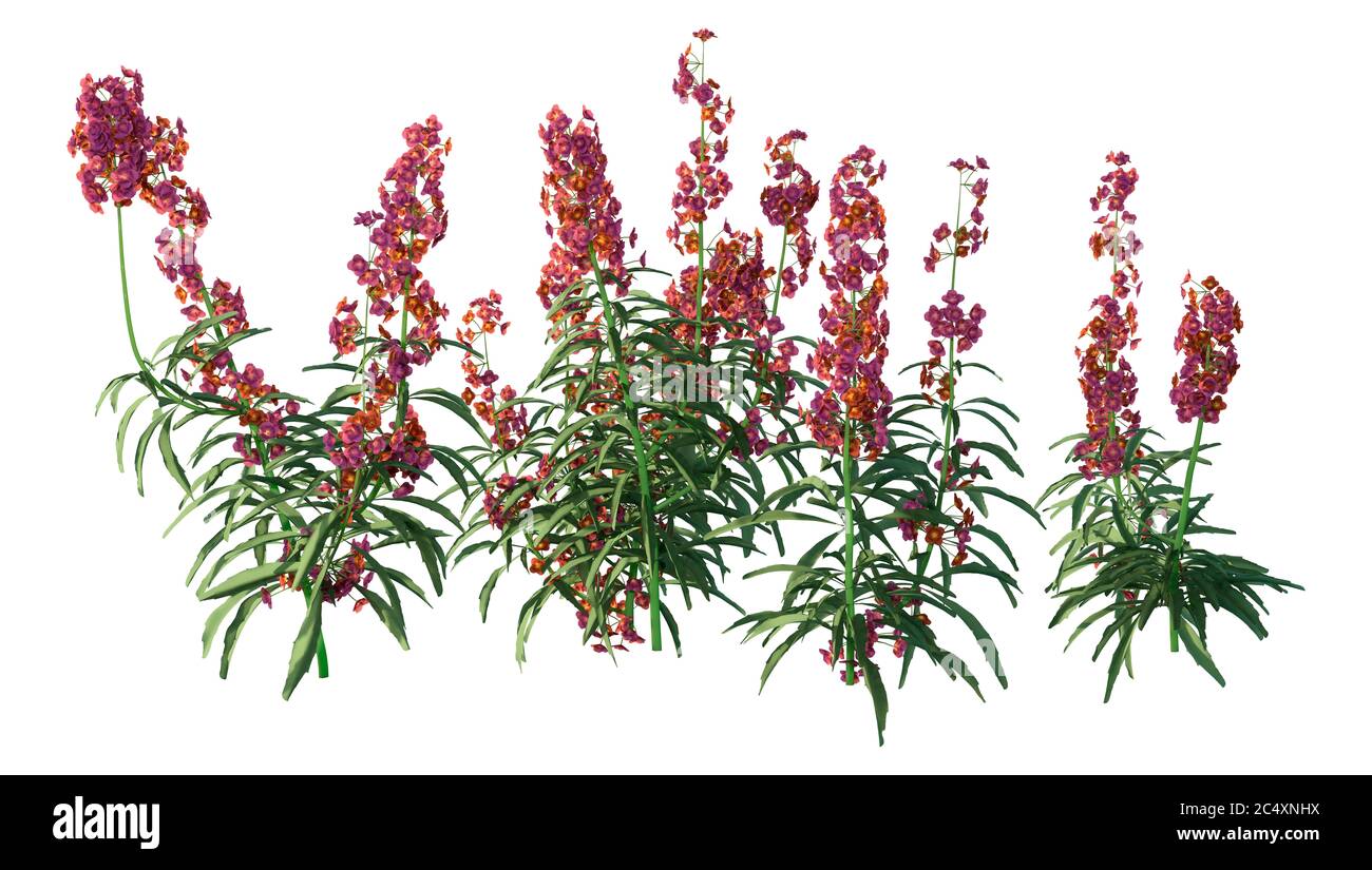 3D rendering of a blooming wallflower plant winter orchid isolated on ...