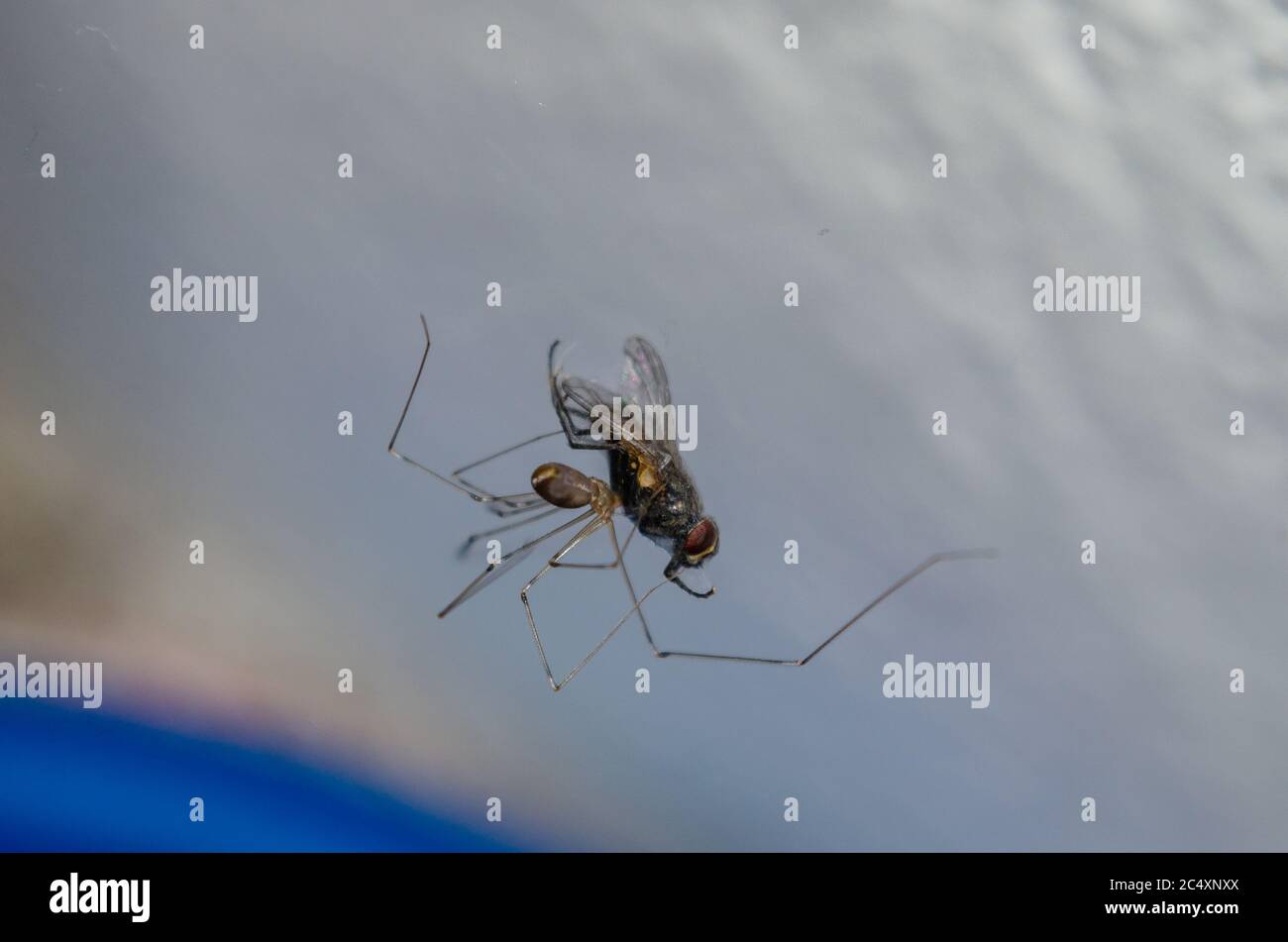 Spider and fly Stock Photo - Alamy