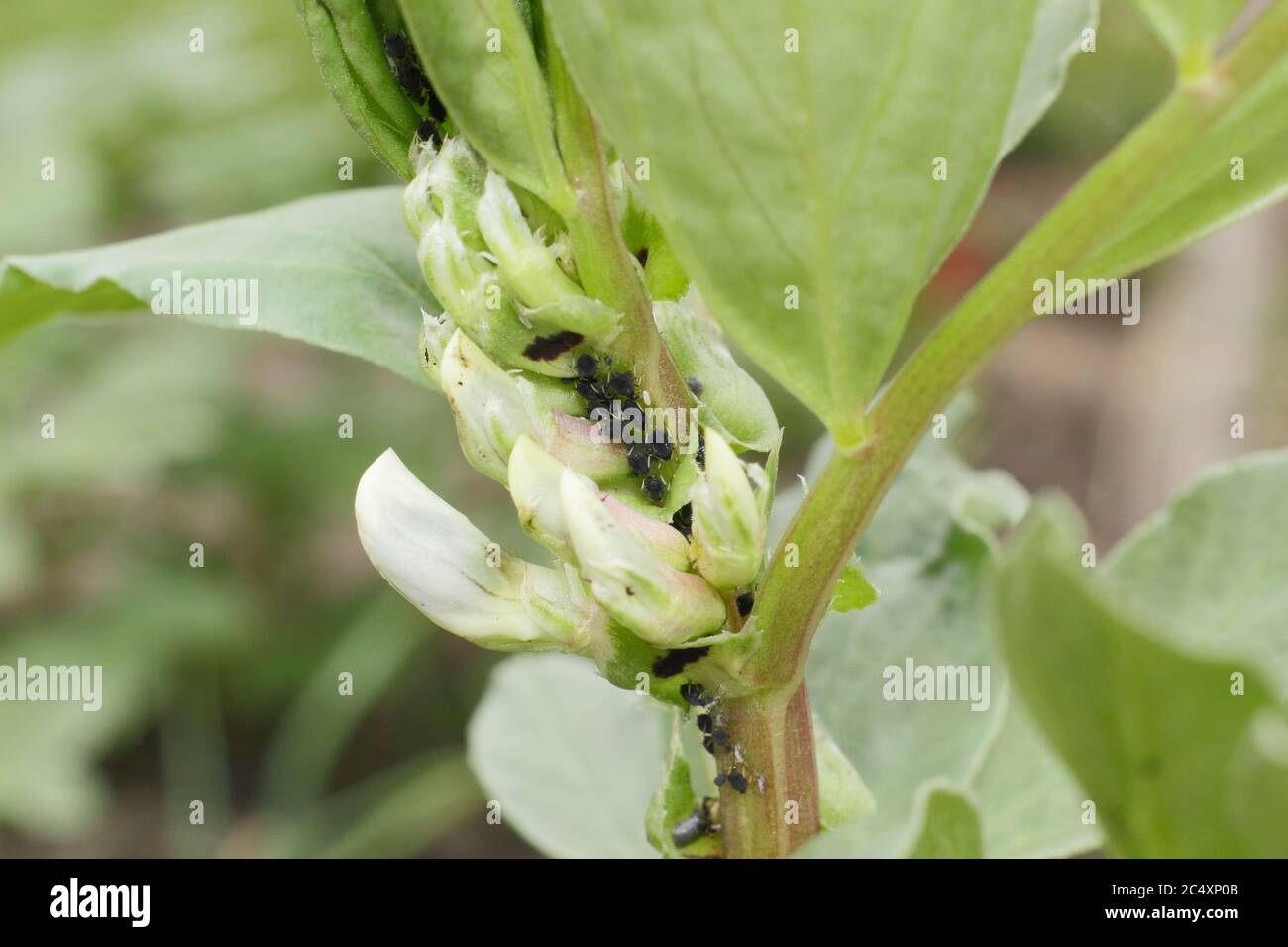 Blackfly on beans hi-res stock photography and images - Alamy