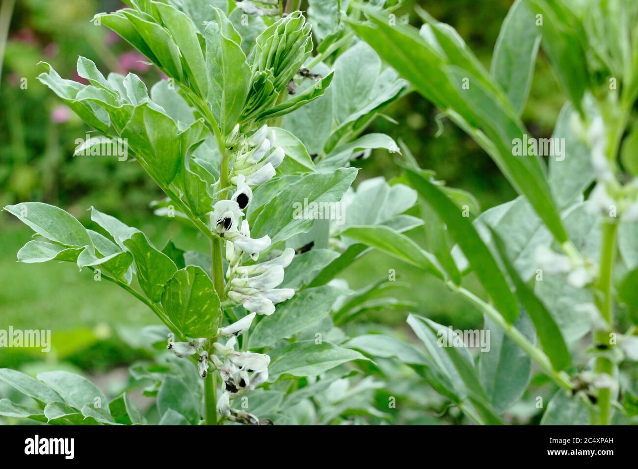 Broad beans growing hi-res stock photography and images - Alamy