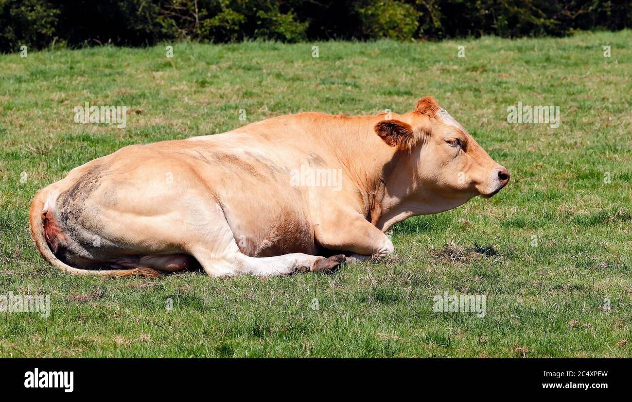 A Cow self isolating during the lockdown Stock Photo - Alamy
