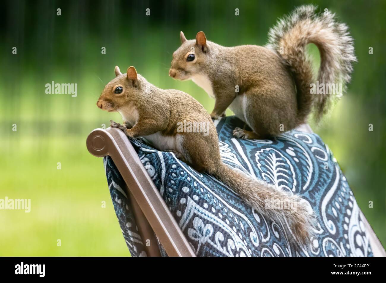 Sciuridae squirrels and chipmunks hi-res stock photography and images ...