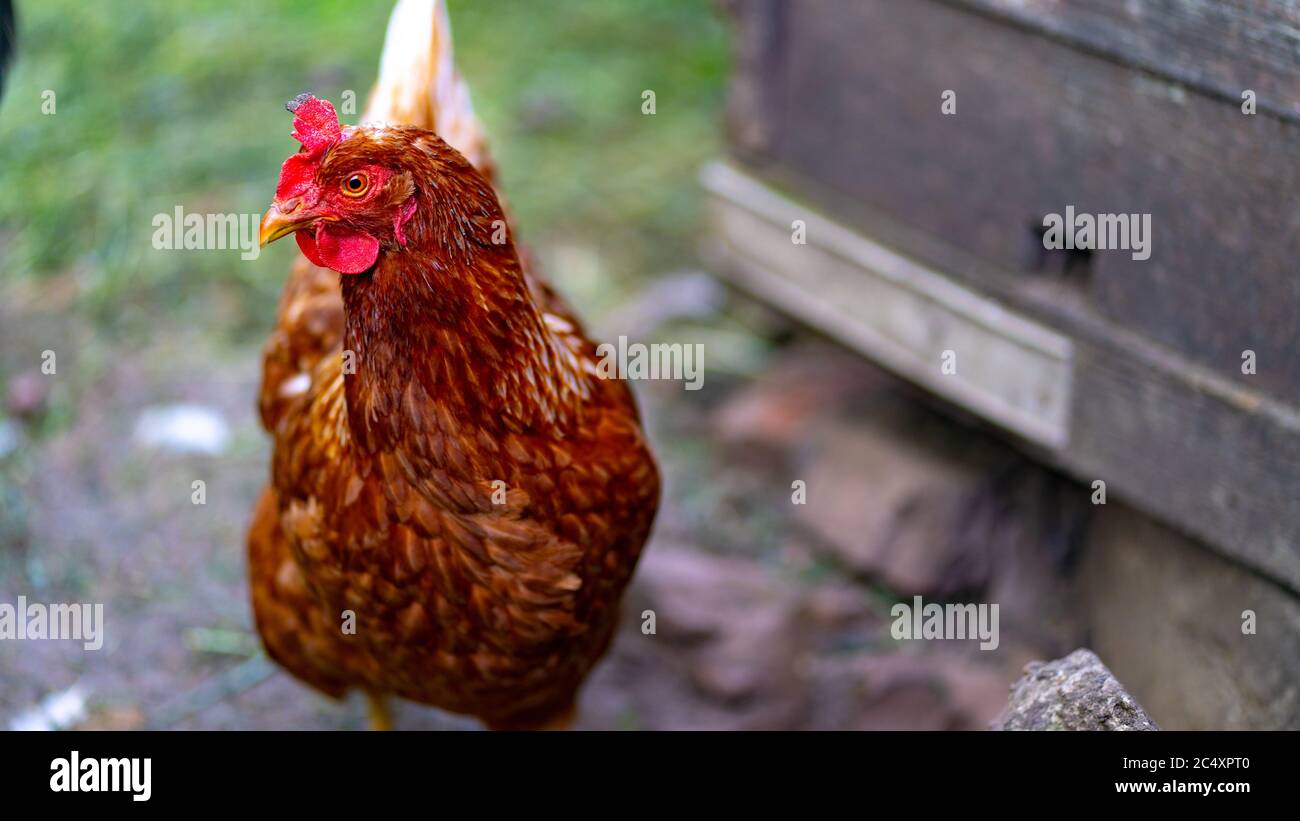 Chicken walking hi-res stock photography and images - Alamy
