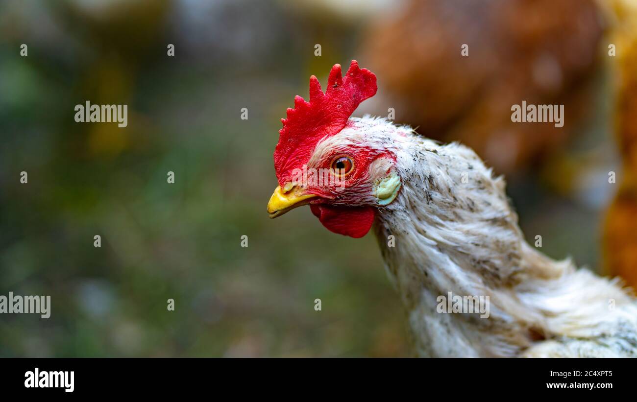 Chicken walking hi-res stock photography and images - Alamy