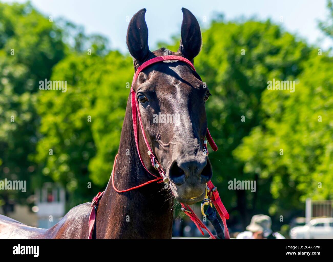 Portrait of brown akhal-teke horse before horse race Stock Photo - Alamy