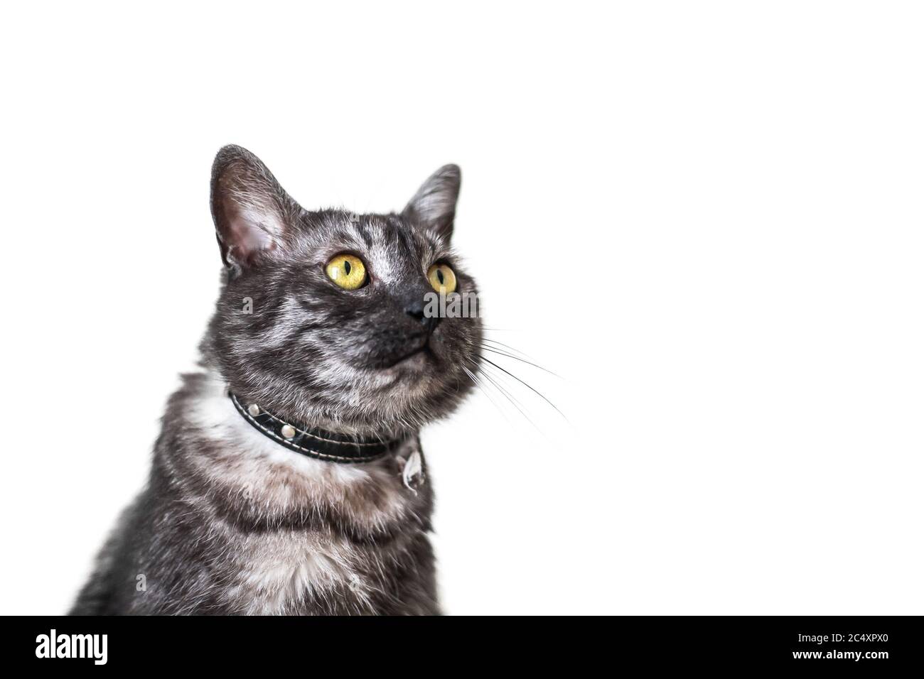 Tabby domestic cat cuddly Cut Out Stock Images & Pictures - Alamy