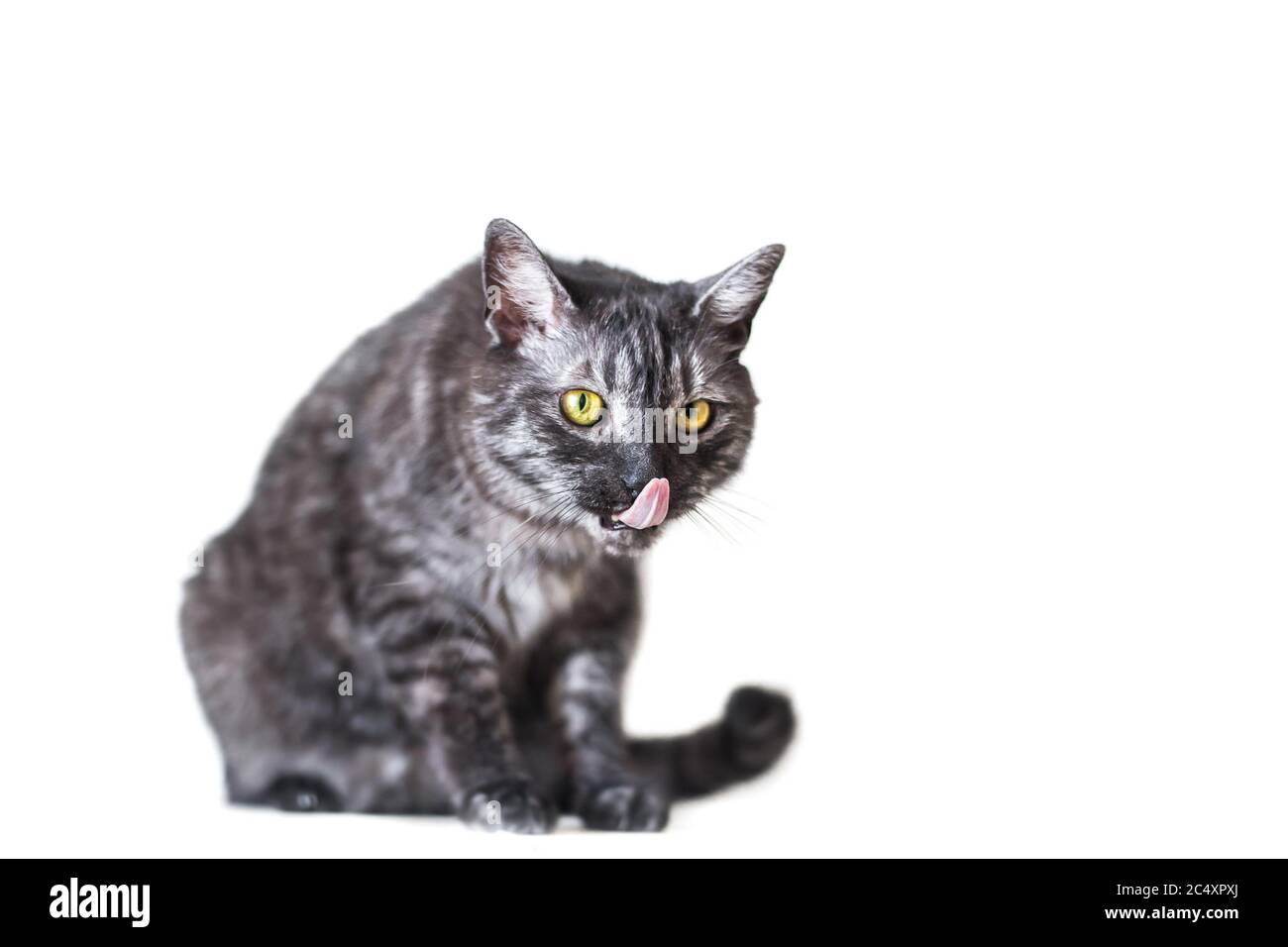 Sitting adorable adult gray mix breed cat licking itself, isolated on ...