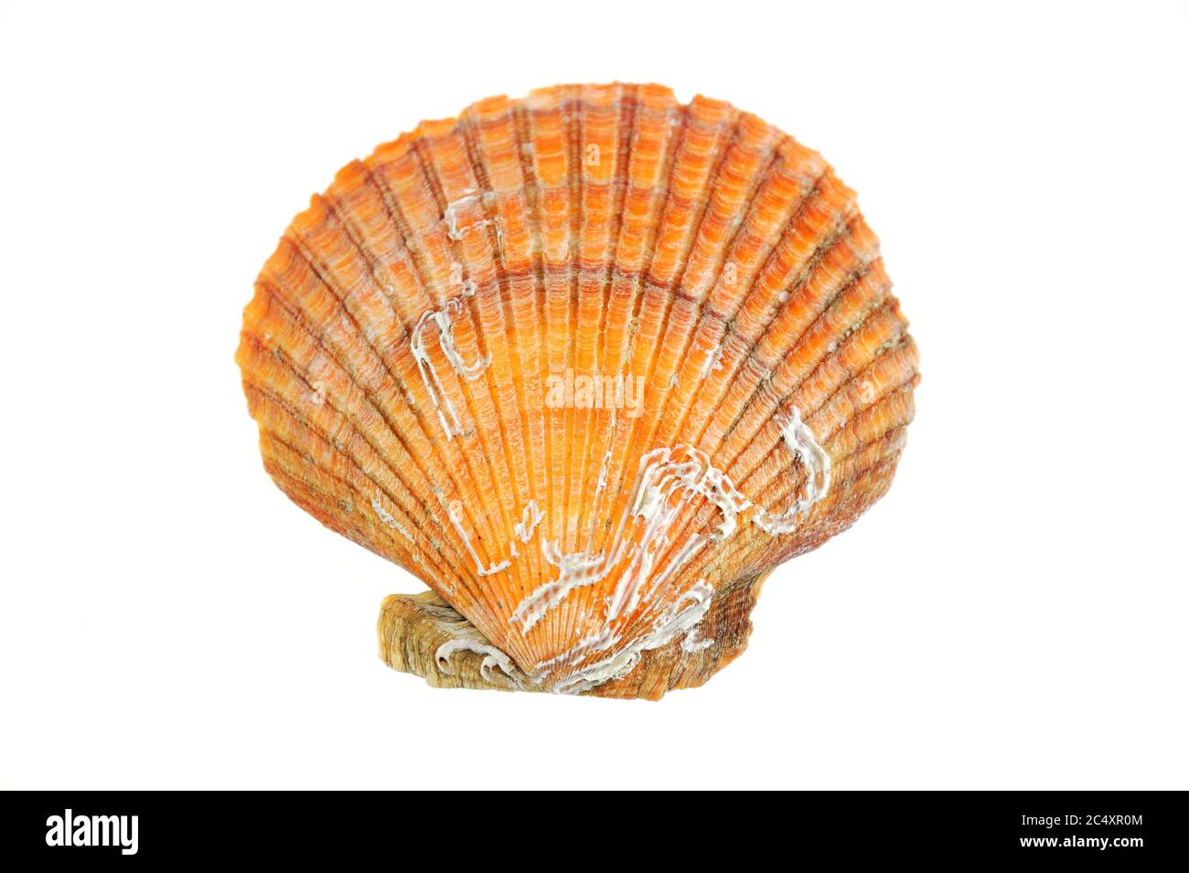 Orange Shells High Resolution Stock Photography and Images - Alamy