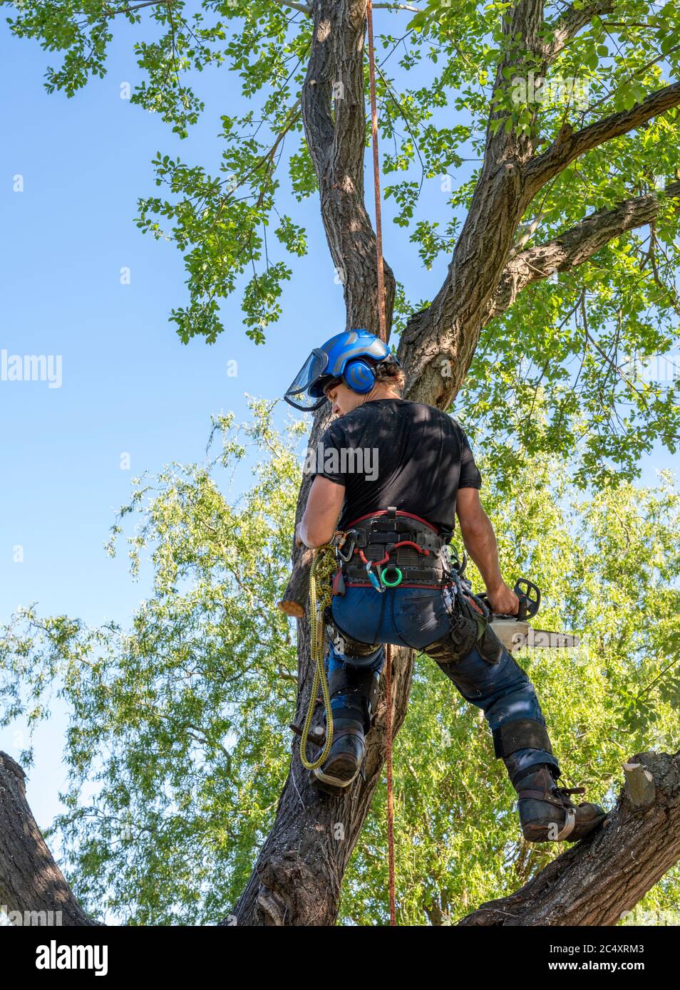 A Tree Surgeon or Arborist working up a tree with a chainsaw and safety ...