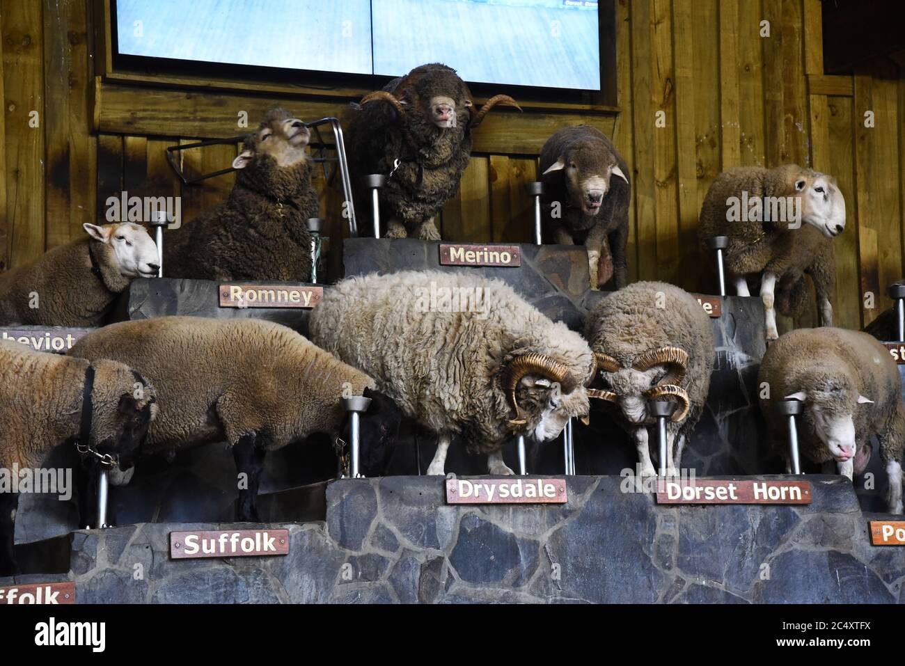 Agrodome sheep farm show hi-res stock photography and images - Alamy
