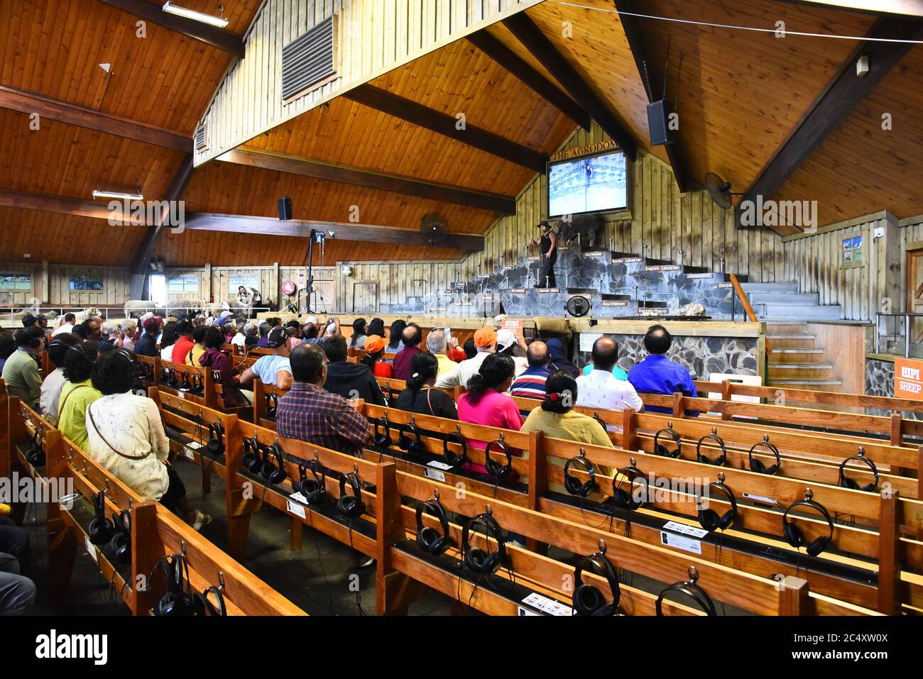 agrodome sheep show,new zealand Stock Photo - Alamy