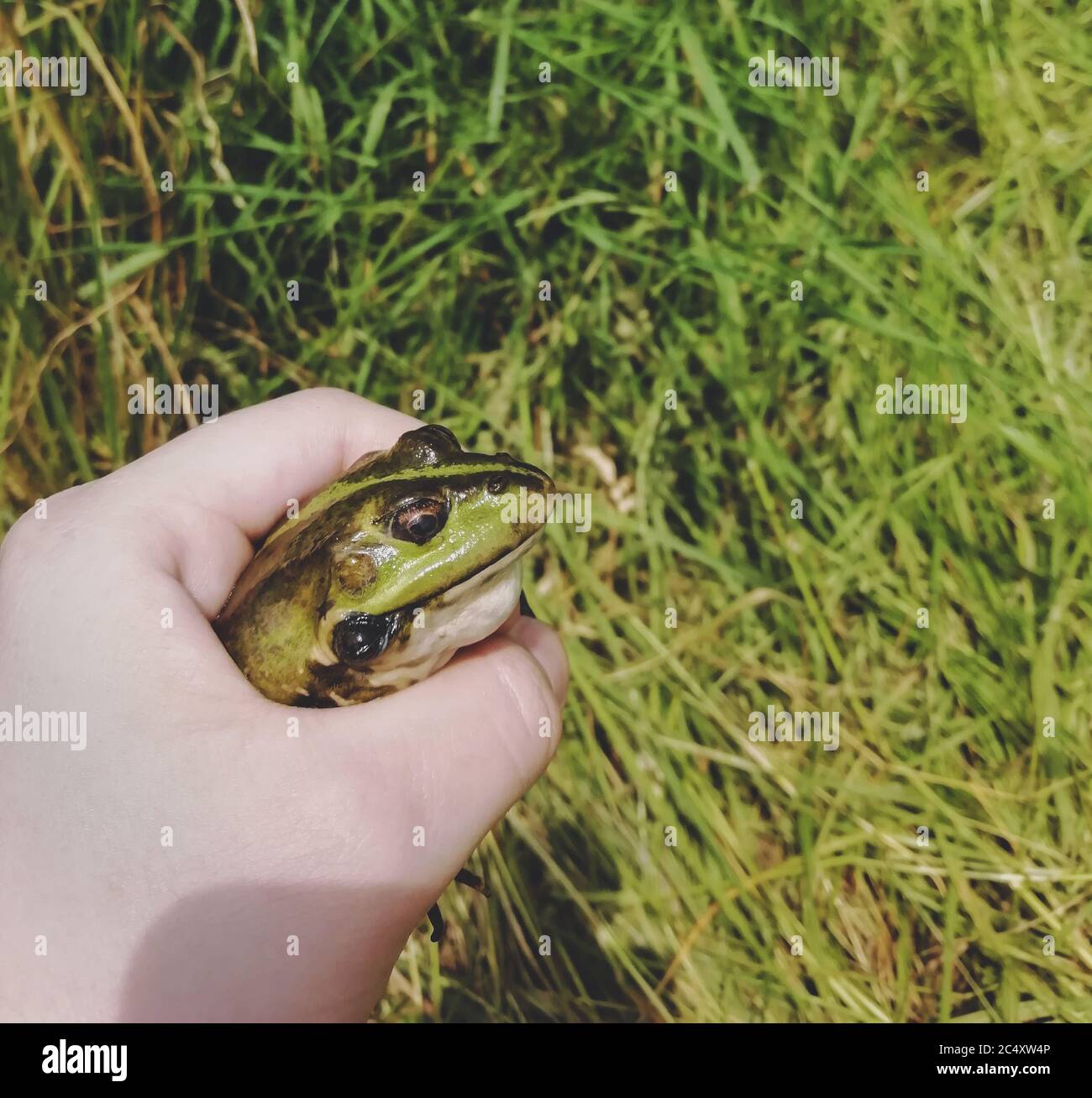 caught lake frog in the hand Stock Photo - Alamy