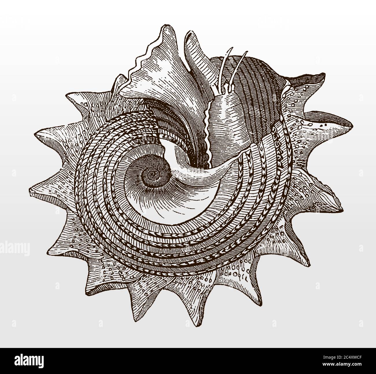 About The Asteroid Astraea