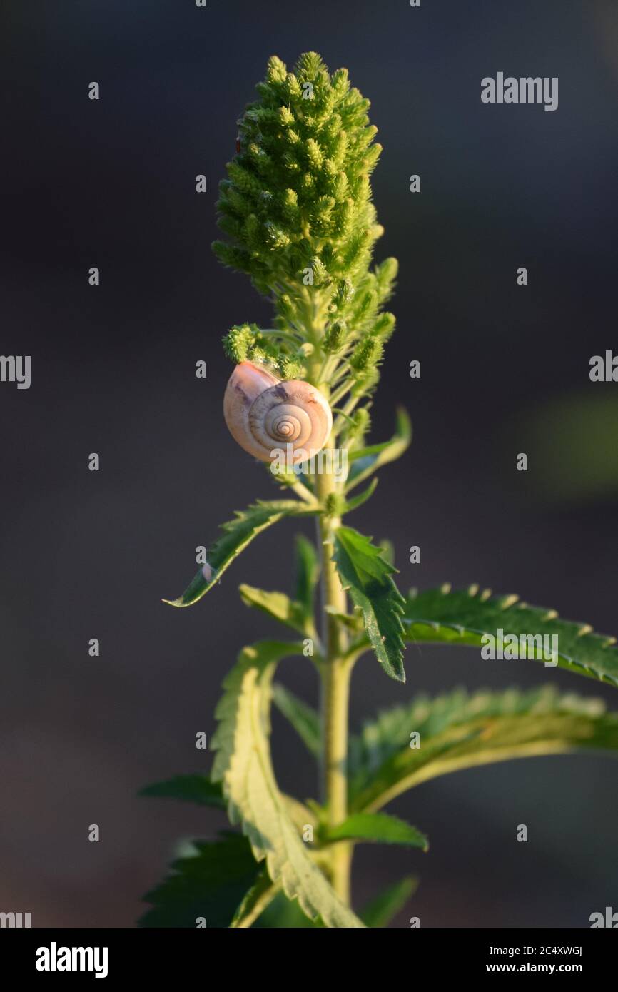 Land lung snails hi-res stock photography and images - Alamy