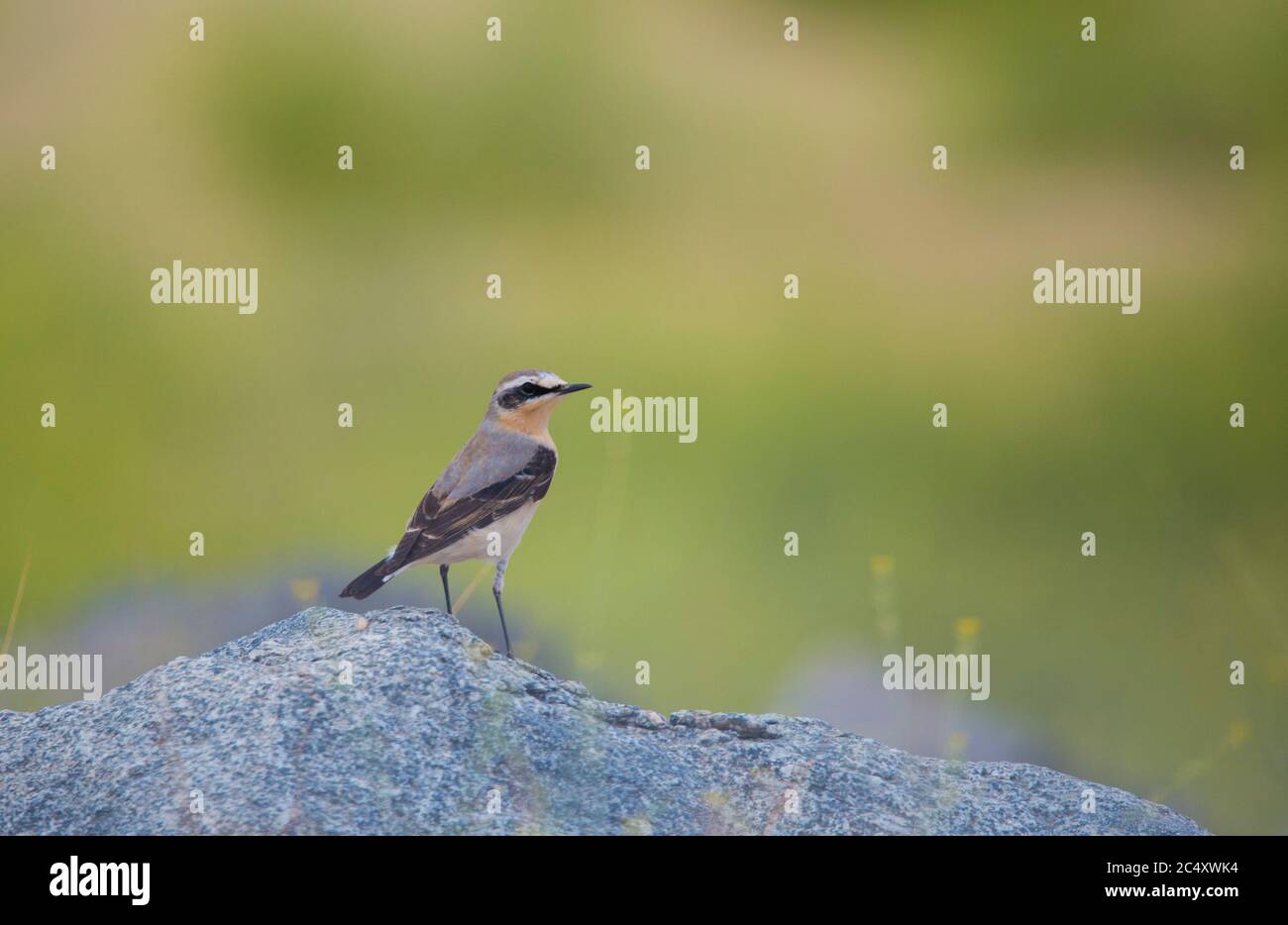 Saudi birds hi-res stock photography and images - Alamy