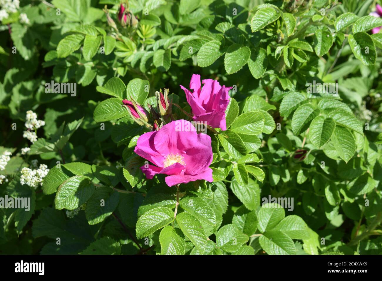 Valley of the wild roses hi-res stock photography and images - Alamy