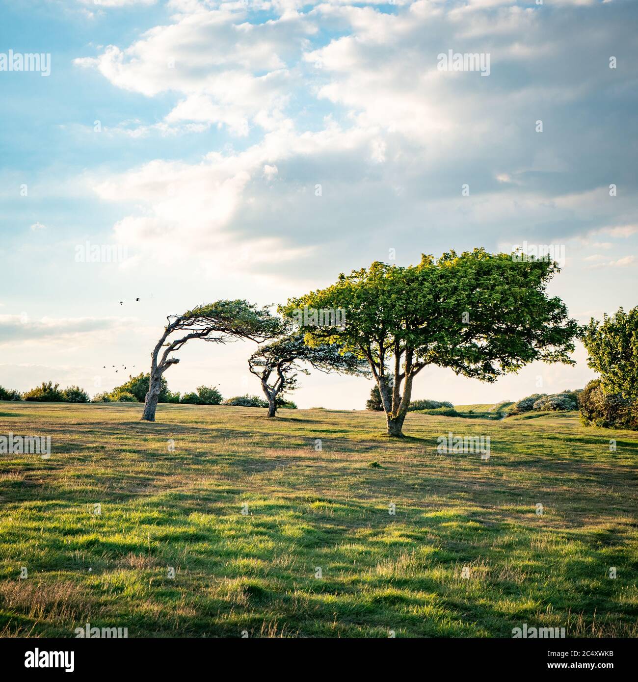 Windswept trees, South Downs, England. A dusky view of windswept trees ...