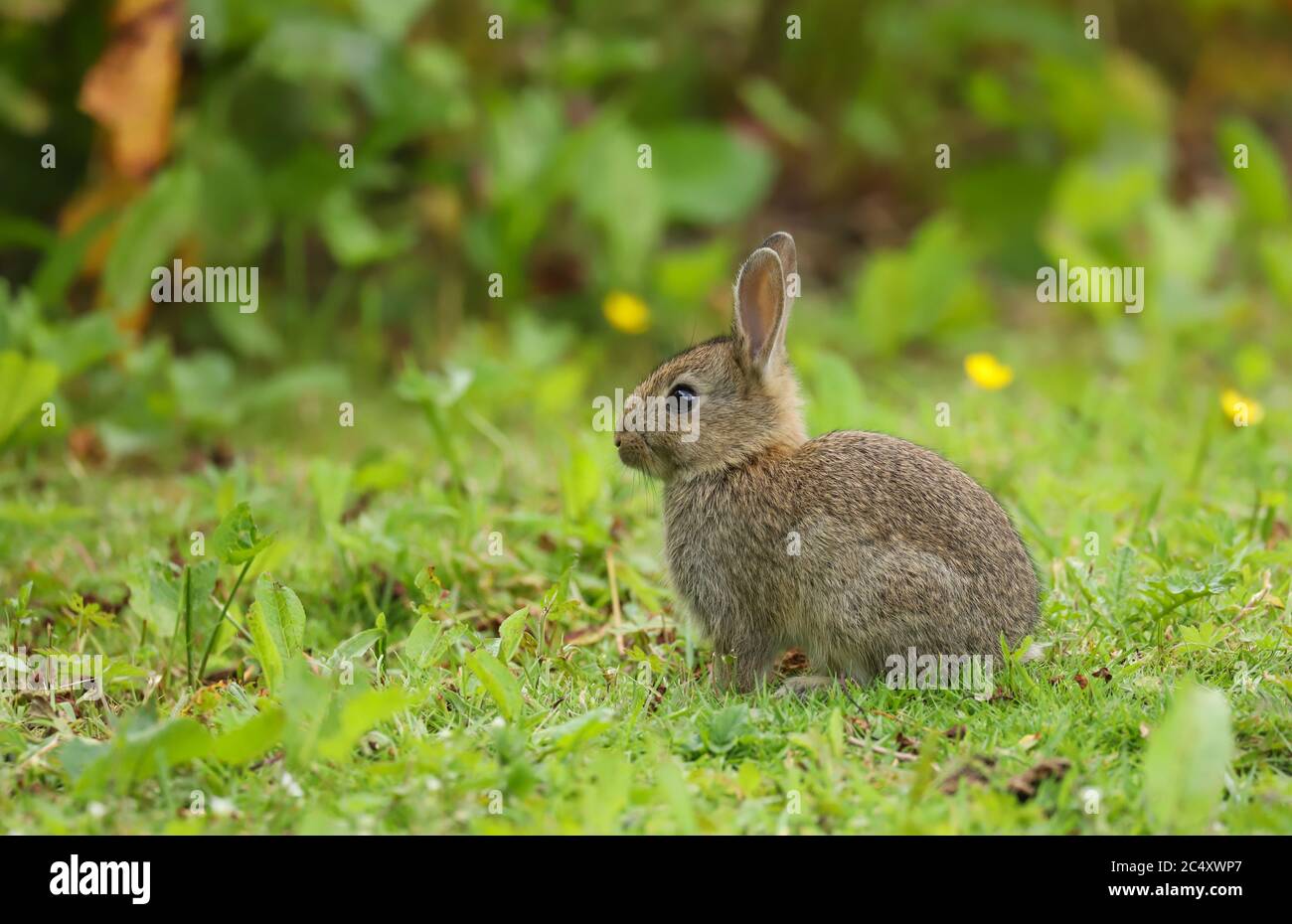 A cute Wild Rabbit (Oryctolagus cuniculus) sitting in a field in the ...